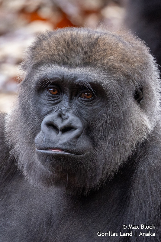 Gorillas Land | Anaka