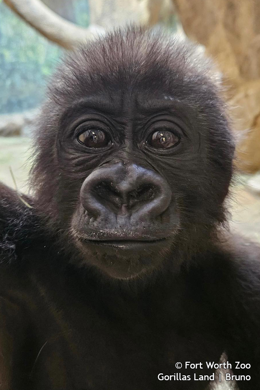 Gorillas Land | Bruno