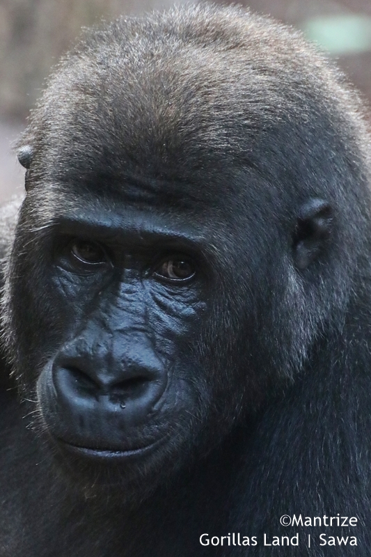 Gorillas Land | Sawa