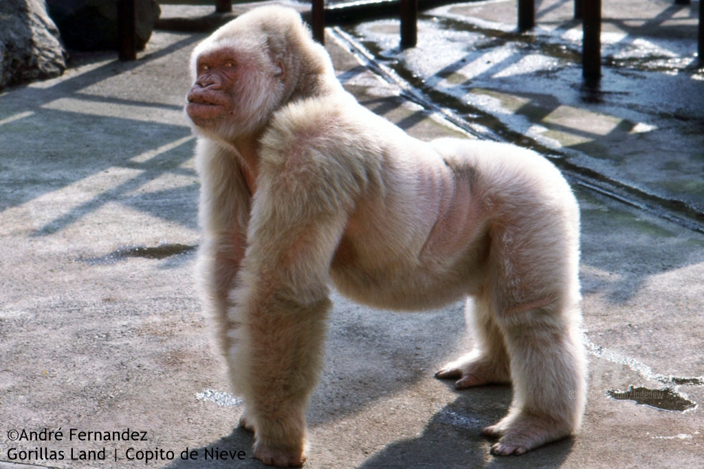 Gorillas Land | Copito de Nieve