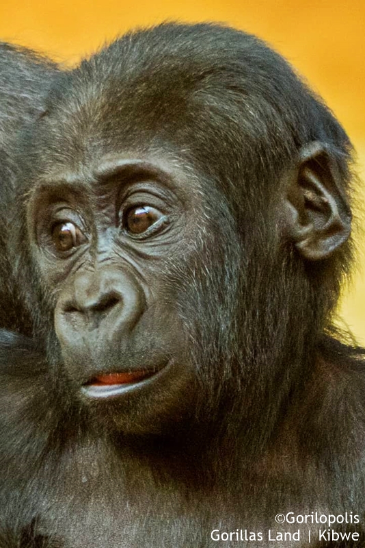 Gorillas Land | Kibwe