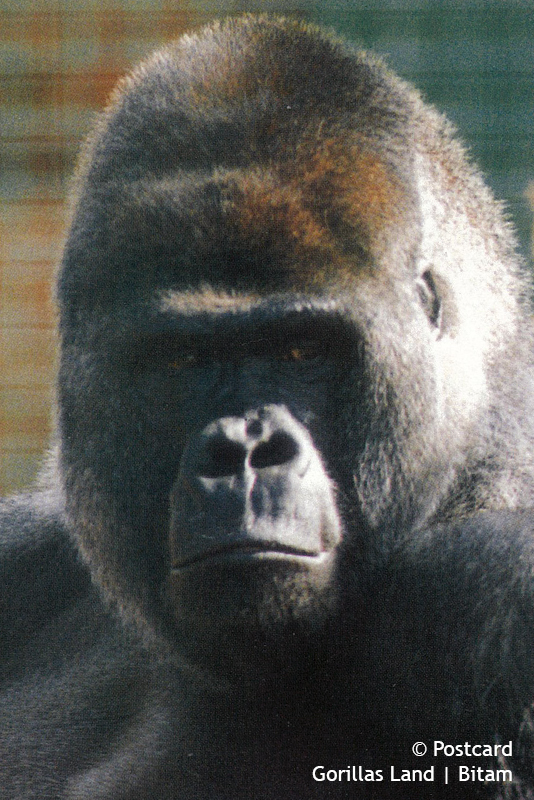 Gorillas Land | Bitam