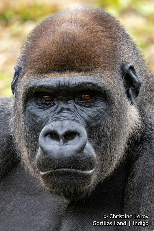 Gorillas Land | Indigo