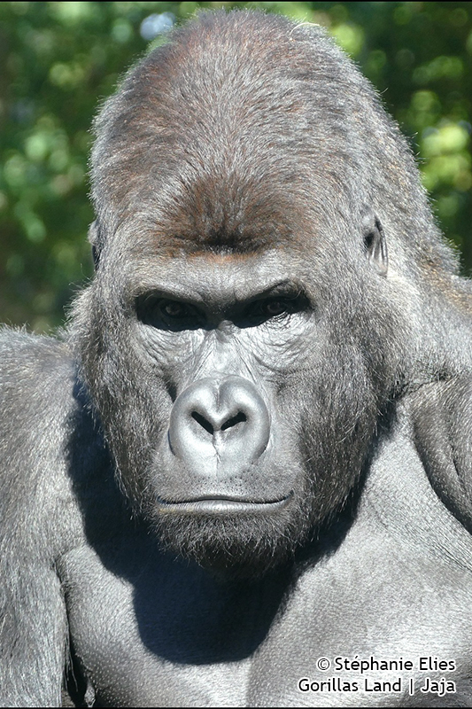Gorillas Land | Jaja