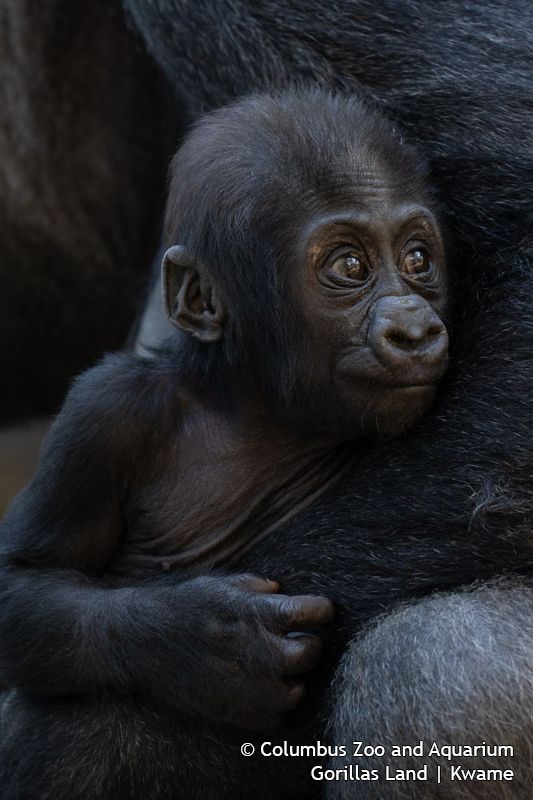 Gorillas Land | Kwame