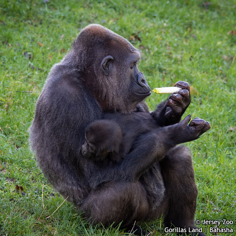 Gorillas Land | Bahasha