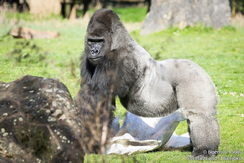 Gorillas Land | Banjoko