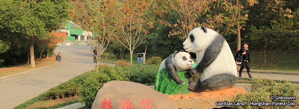 Gorillas Land | Hongshan Forest Zoo