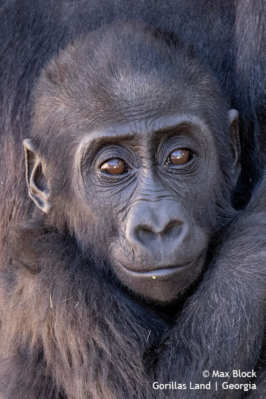 Gorillas Land | Georgia