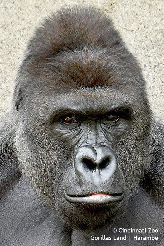 Gorillas Land | Harambe