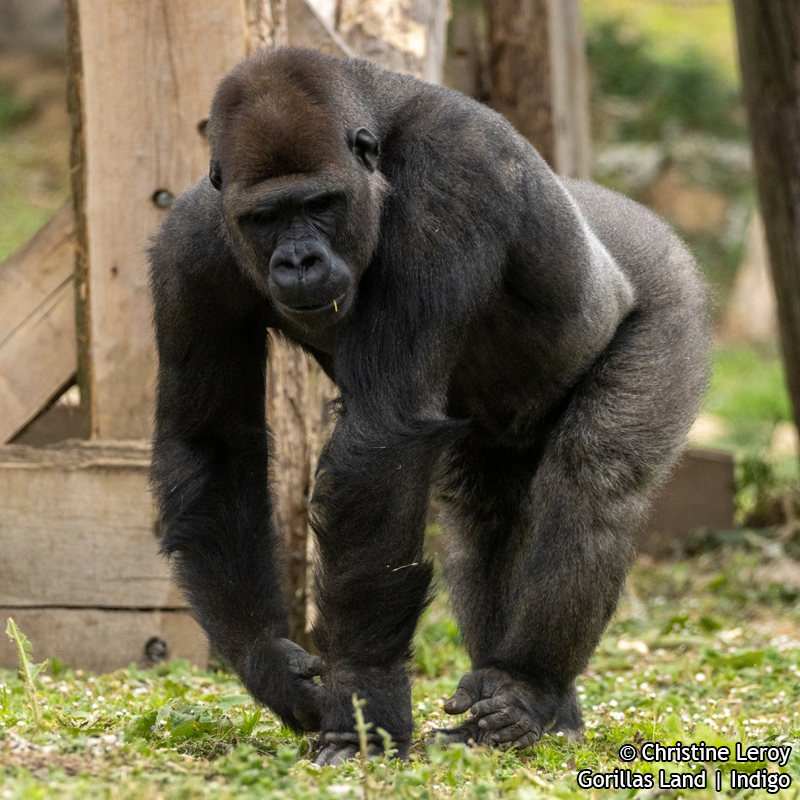 Gorillas Land | Indigo