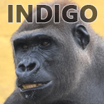 Gorillas Land | Pairi Daiza