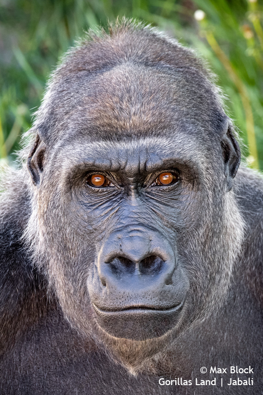 Gorillas Land | Jabali