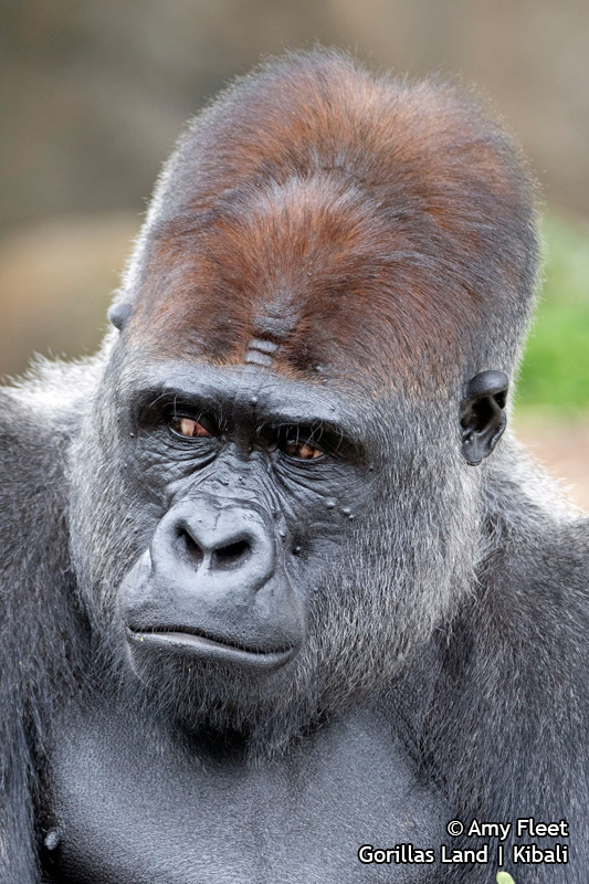 Gorillas Land | Kibali