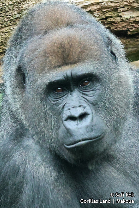 Gorillas Land | Makoua