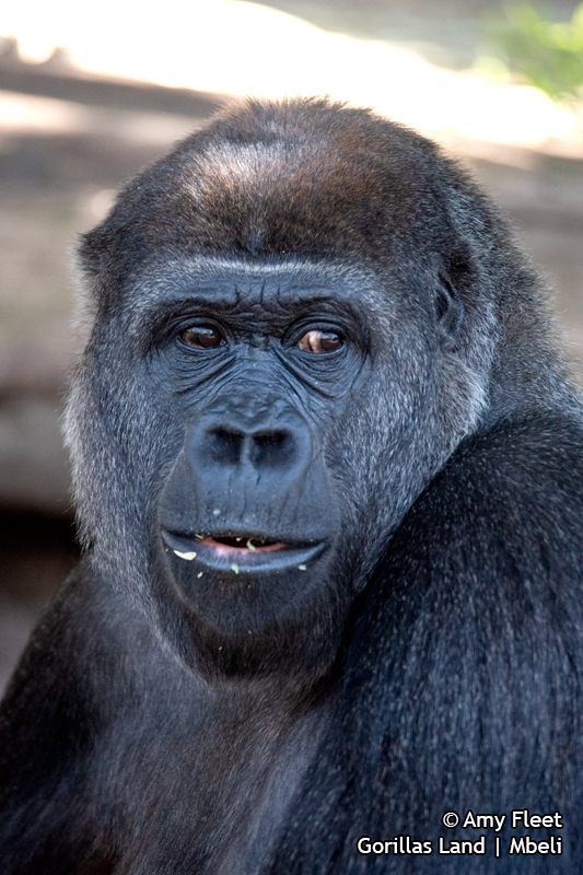 Gorillas Land | Mbeli