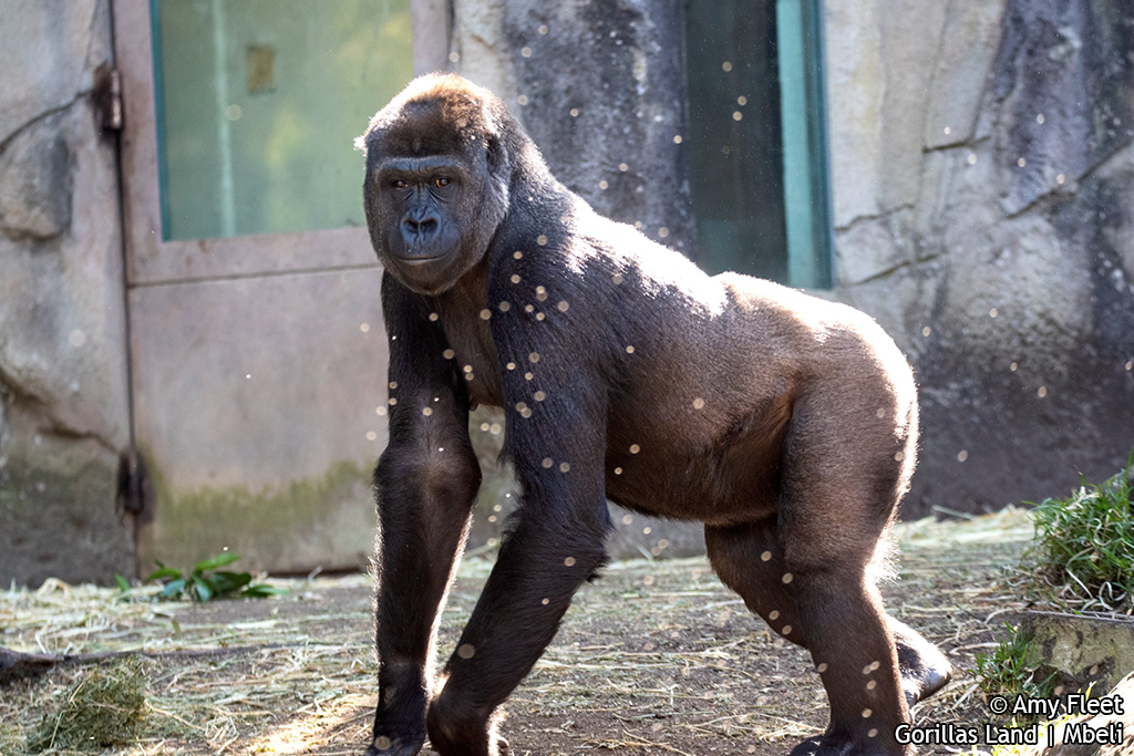 Gorillas Land | Mbeli