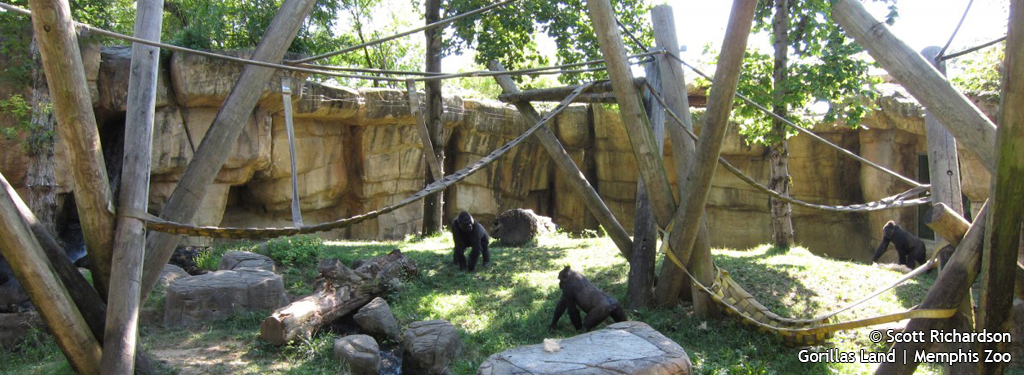Gorillas Land | Memphis Zoo
