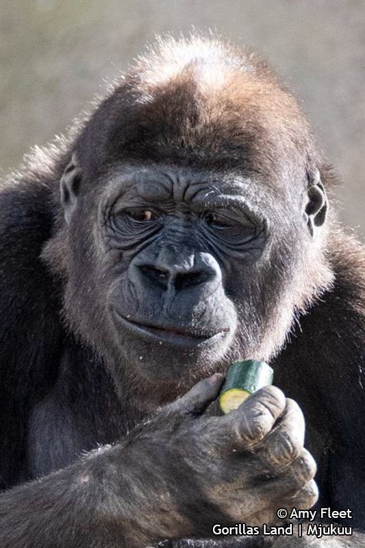 Gorillas Land | Mjukuu