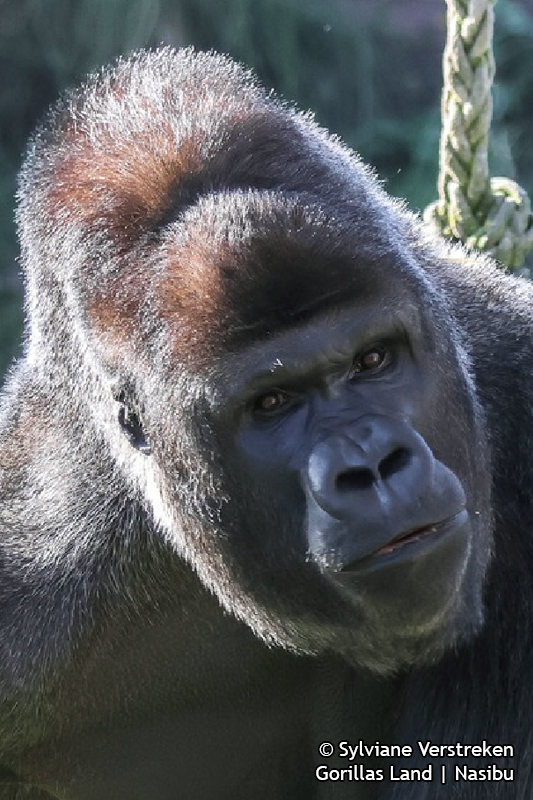 Gorillas Land | Nasibu