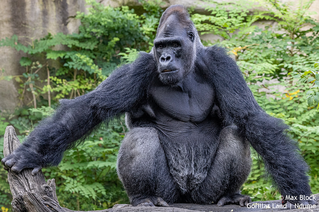 Gorillas Land | Ndume