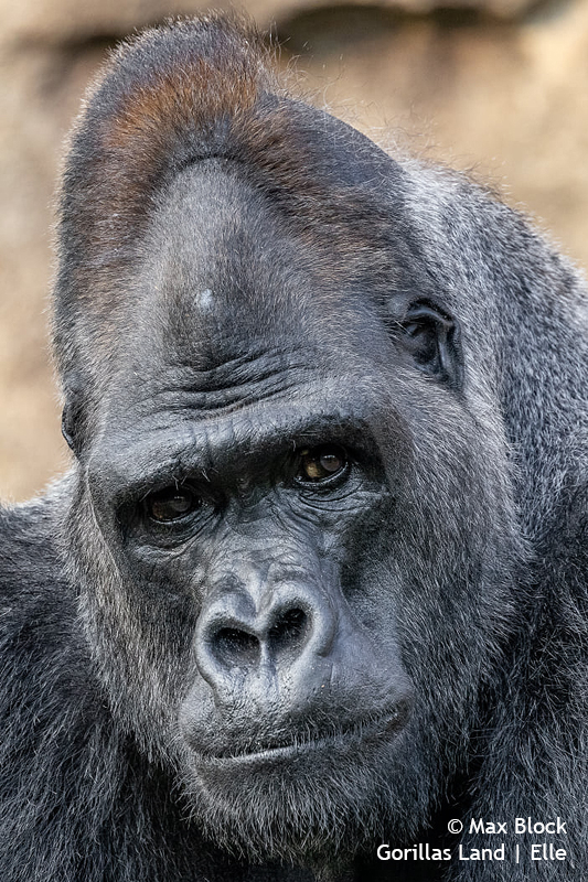 Gorillas Land | Ndume