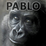 Gorillas Land | Franklin Park Zoo