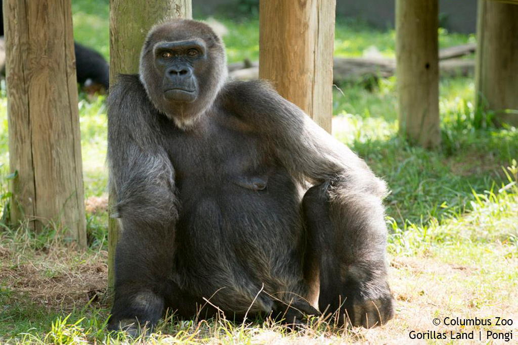 Gorillas Land | Pongi