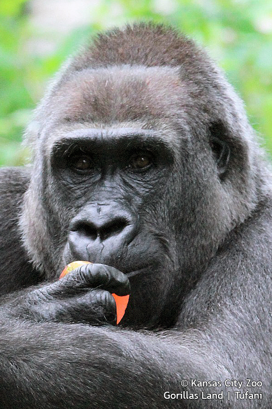 Gorillas Land | Tufani